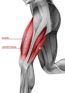 Quadriceps Mobility and Strength - The Center Foundation